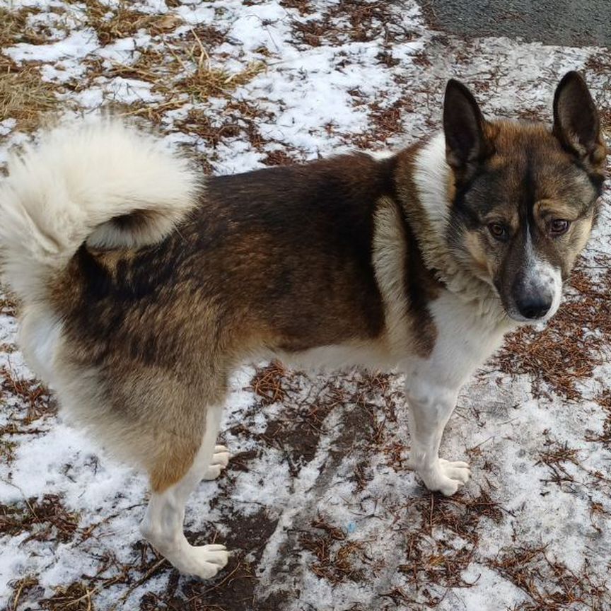 Западносибирская лайка, взрослый пёс