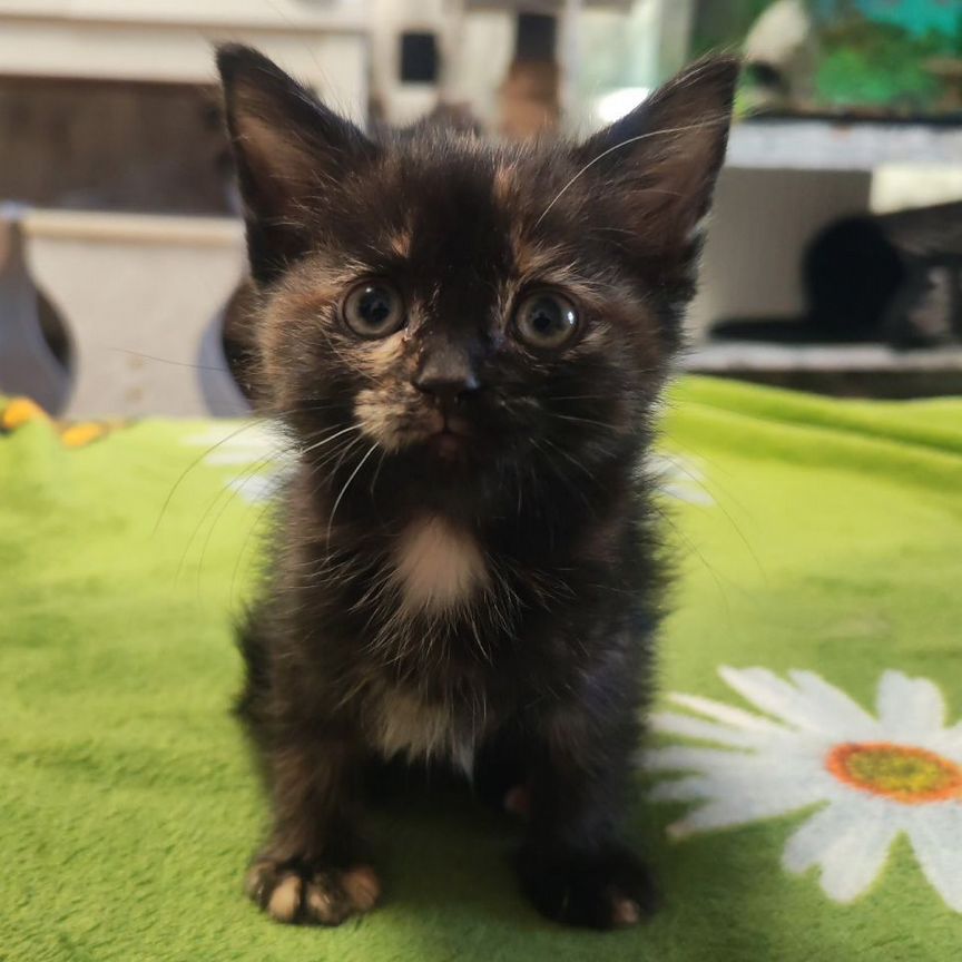 Котёнок в добрые руки