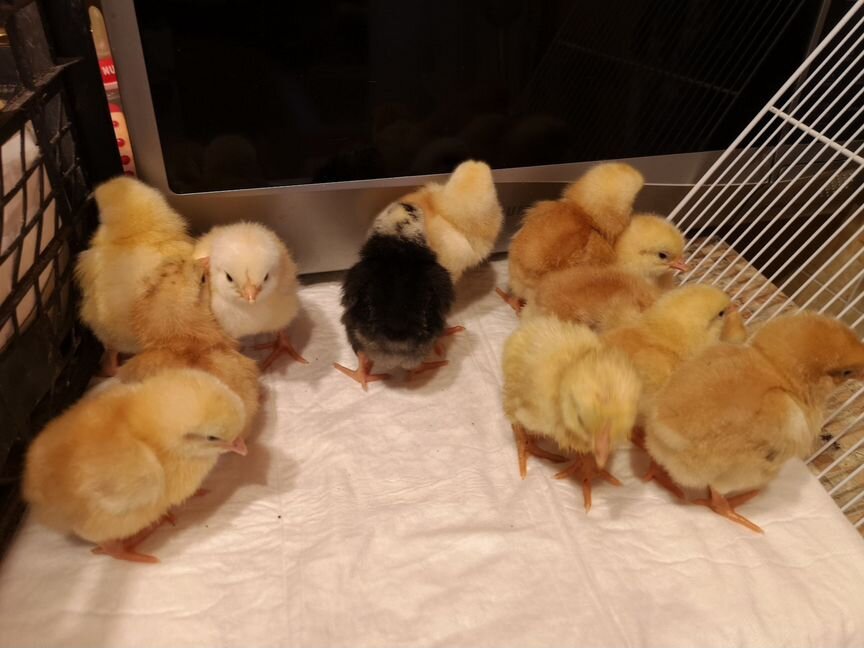 Цыпленок цветной броллер