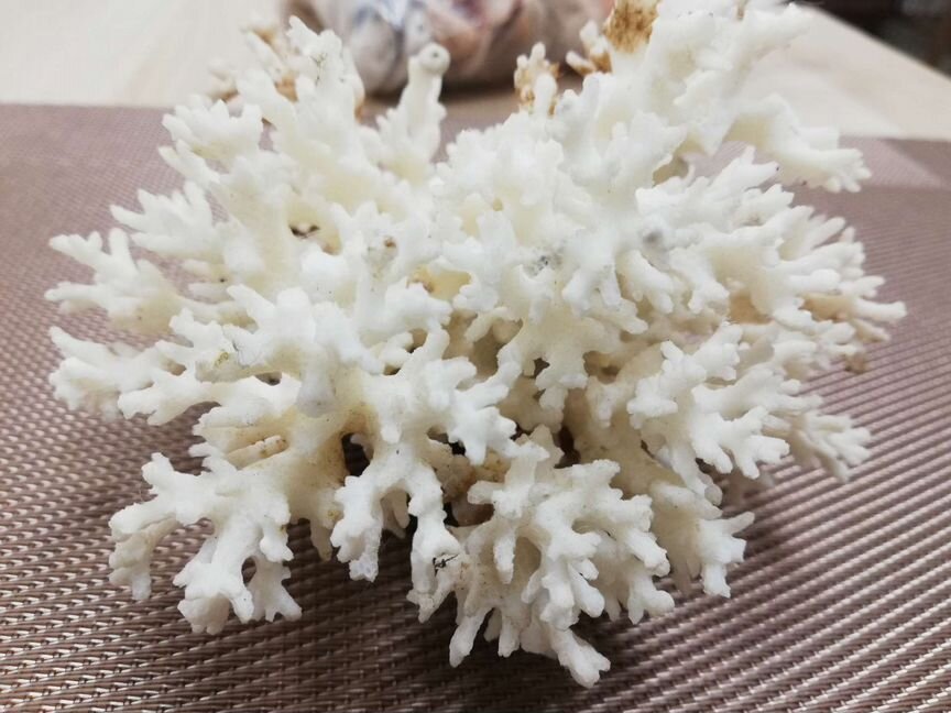 Коралл морской