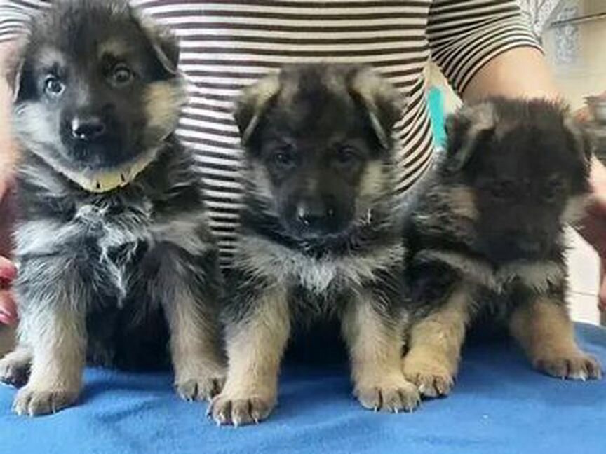 Щенки немецкой овчарки