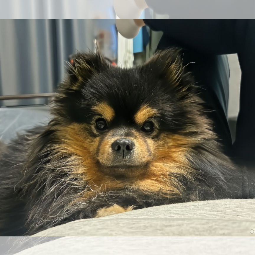 Померанский шпиц, щенок