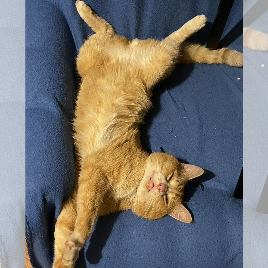 Кот