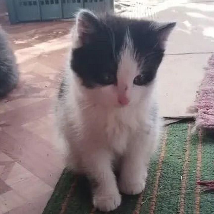 Котёнок в добрые руки