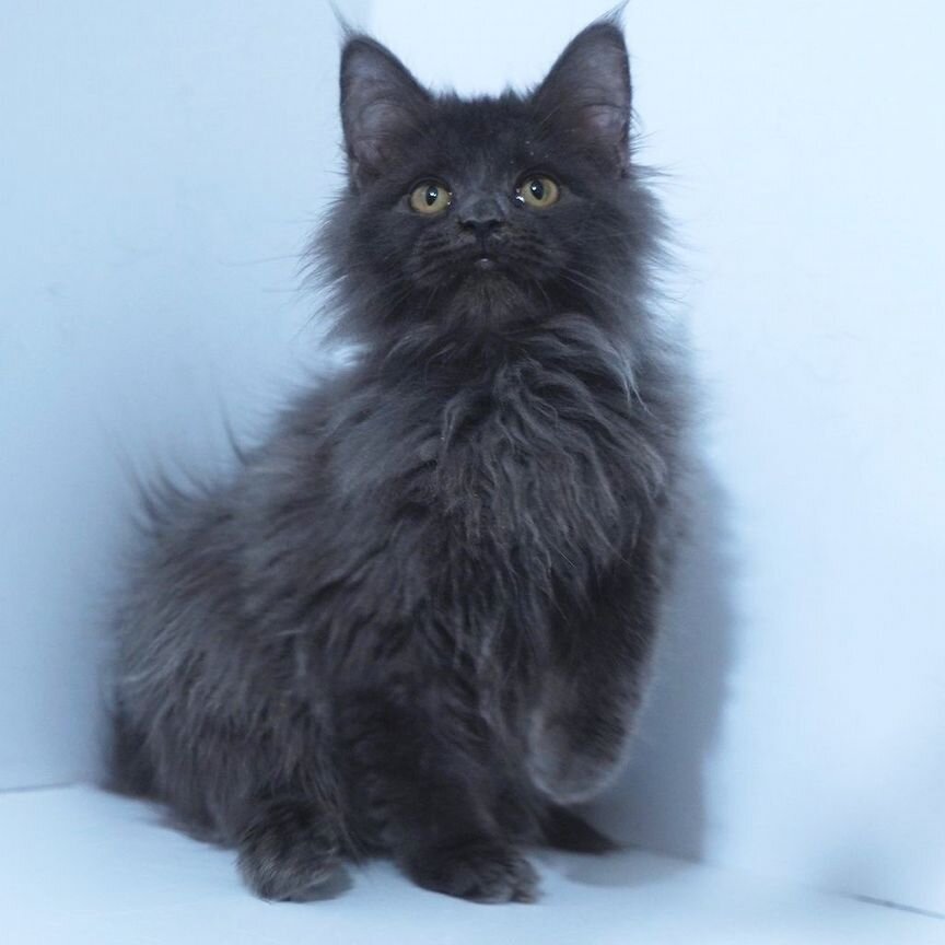 Мейн-кун котёнок