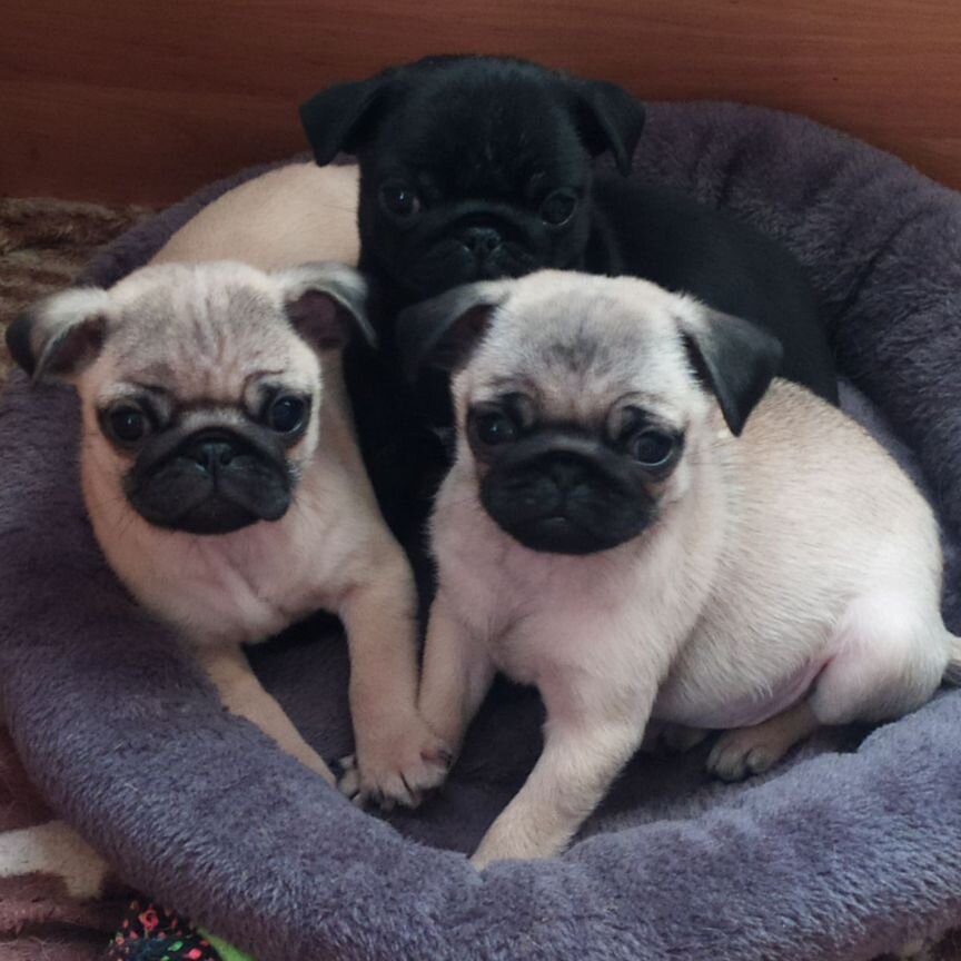 Мопс, щенок