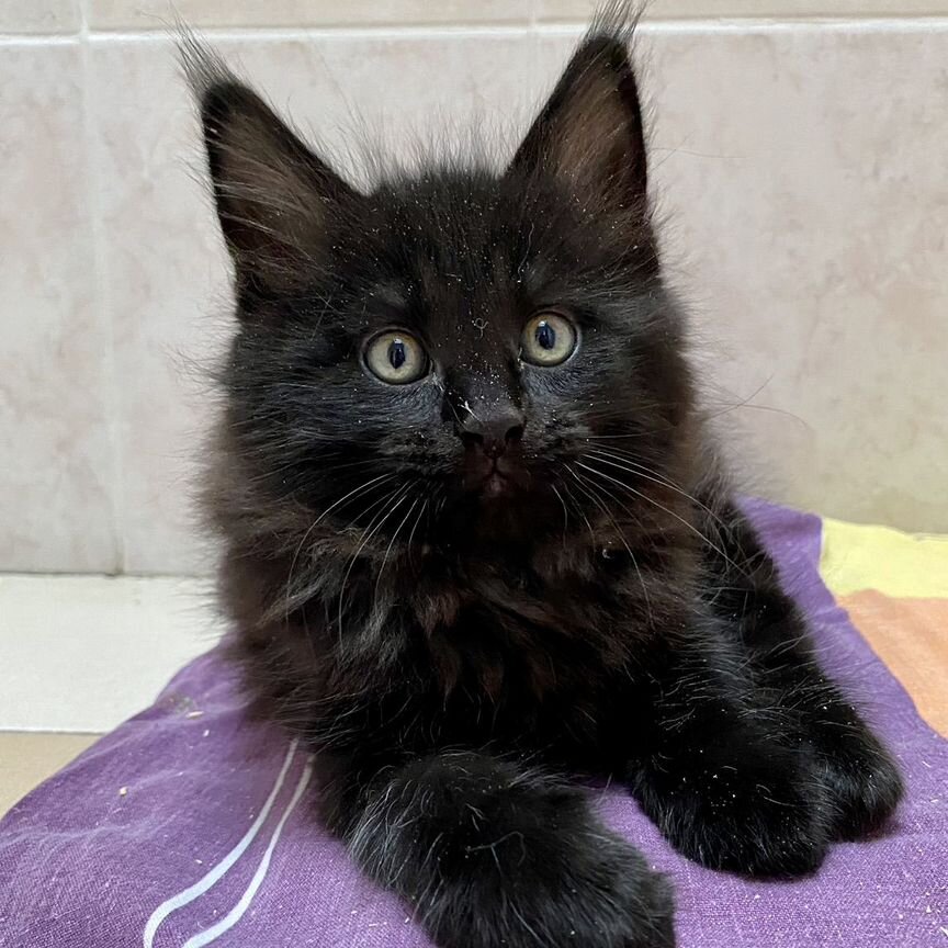 Котик Мейн Кун
