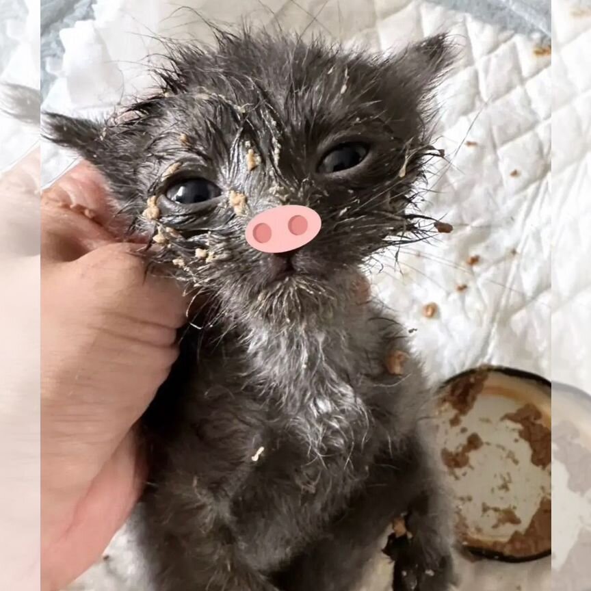 Котёнок от частного владельца