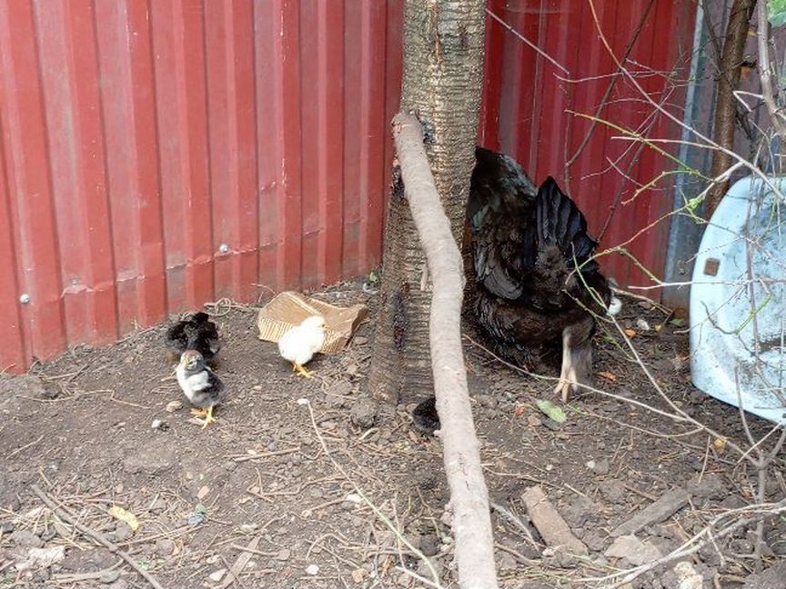 Клуша с цыплятами