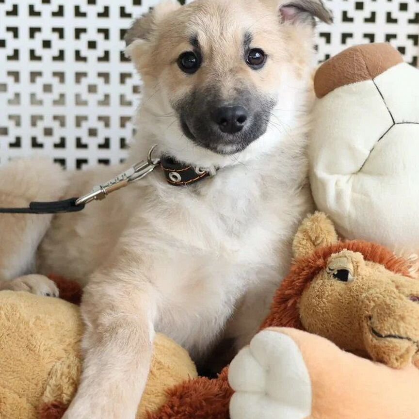 Лилу это радость в вашем доме