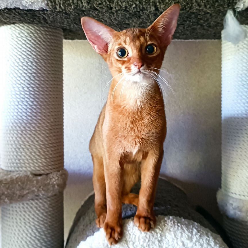 Абиссинский котёнок