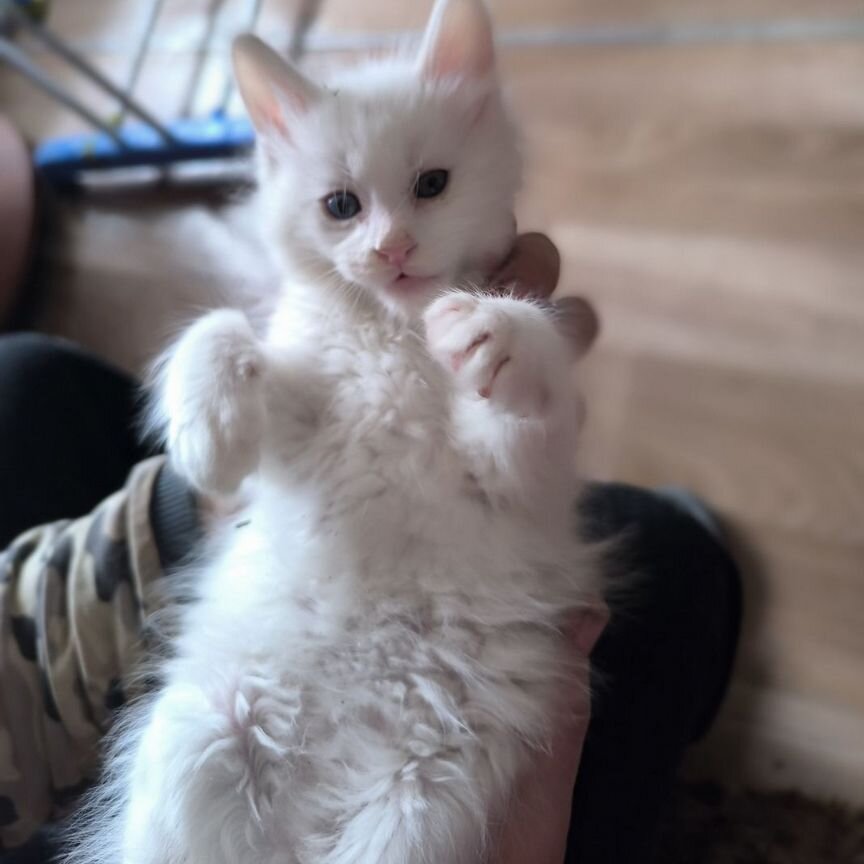 Мейн-кун котёнок