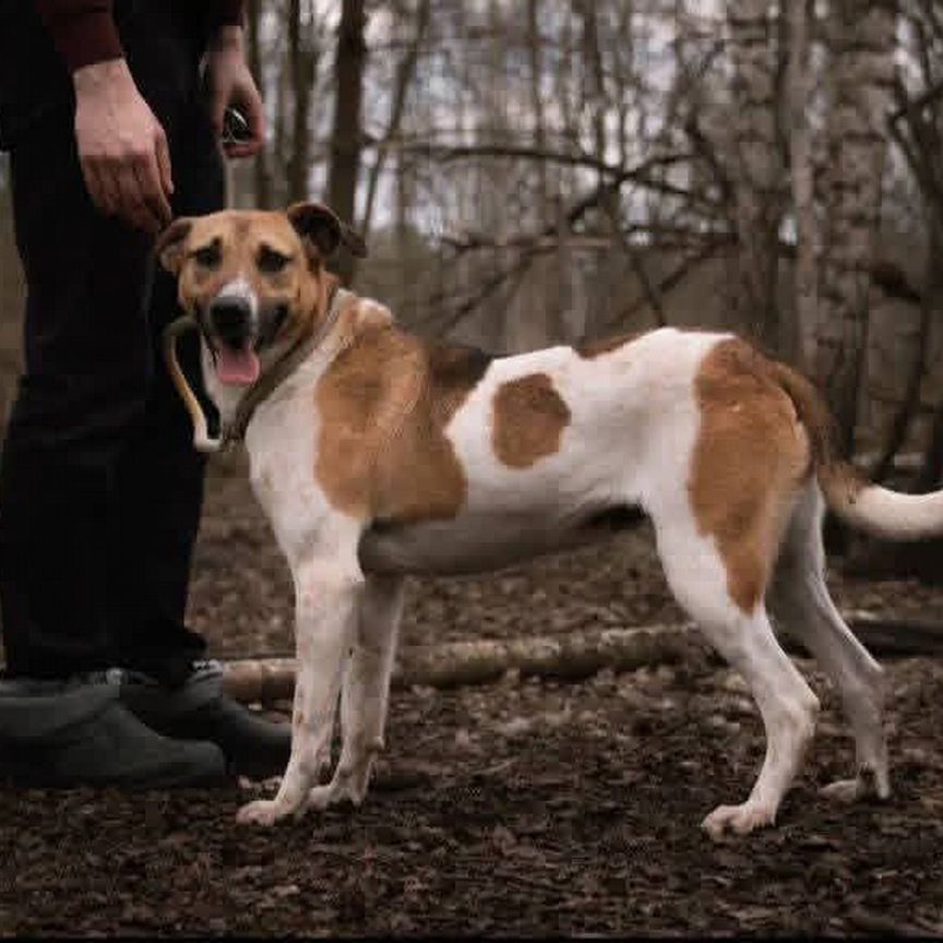Русская пегая гончая, взрослая собака