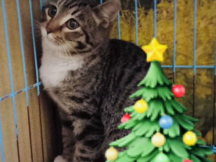 Котенок для привлечения удачи