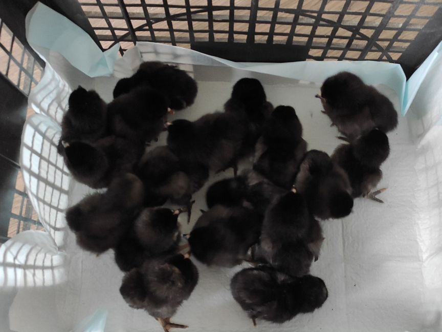 Цыплята суточные помесные