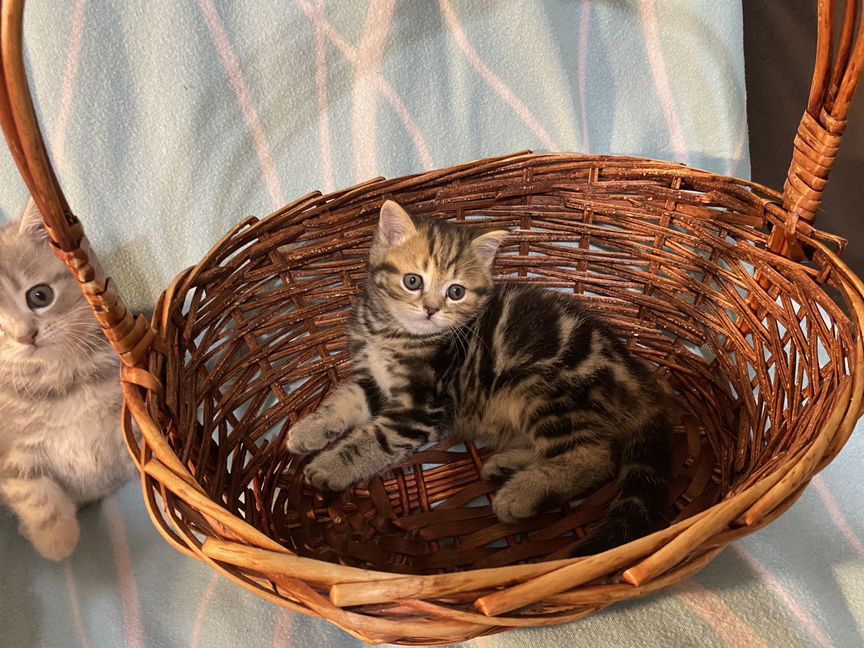 Шотландские котята