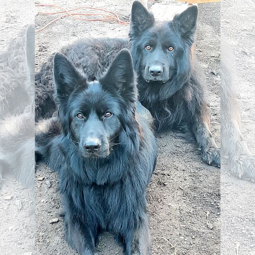 Немецкая овчарка, щенок