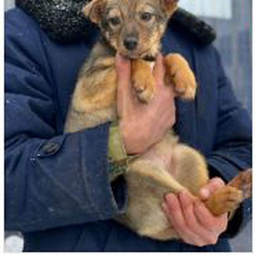 Щенки