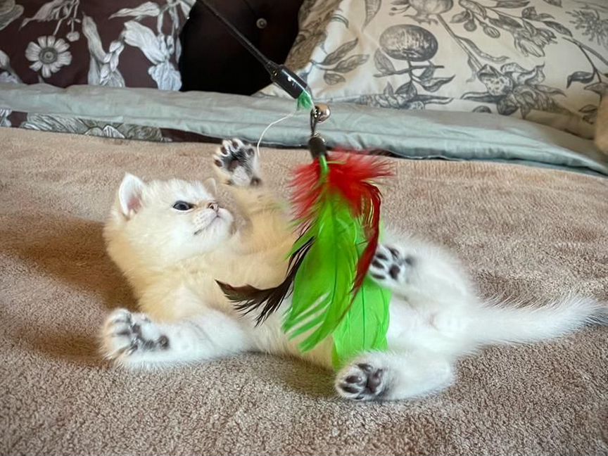 Котята британской шиншиллы