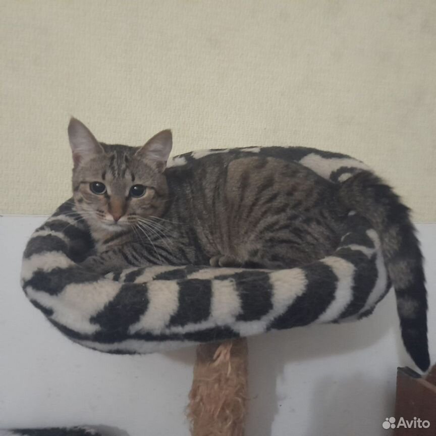Кошечка