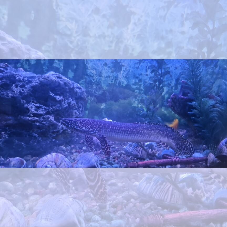 Полиптерус