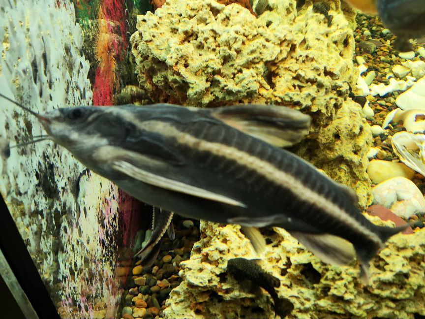 Сом платидорас