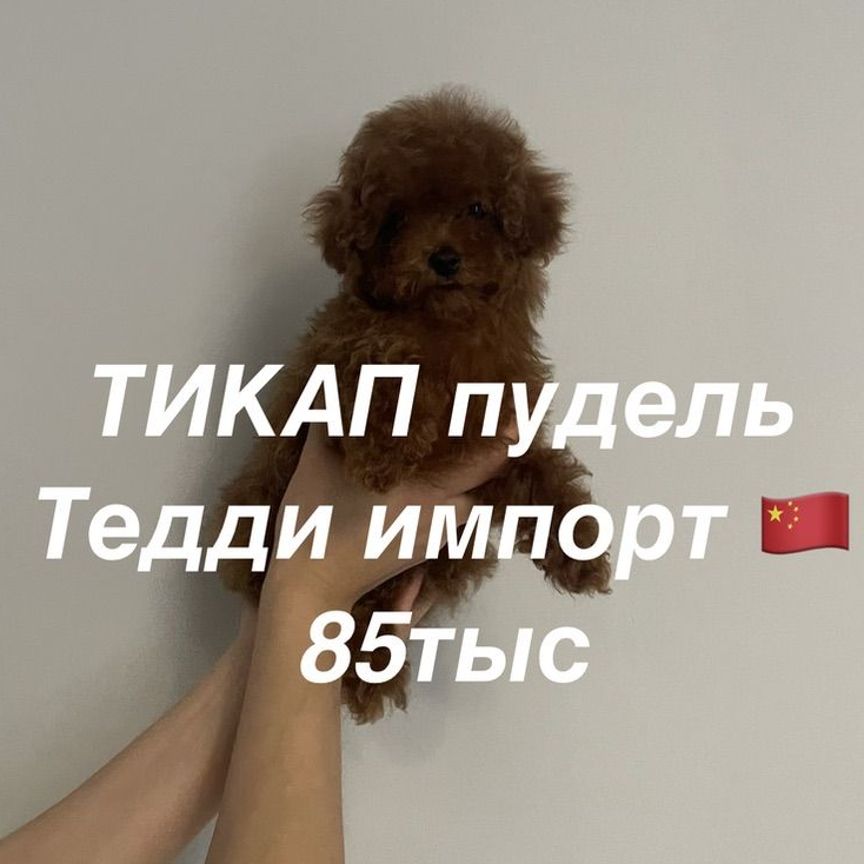 Той-пудель, щенок