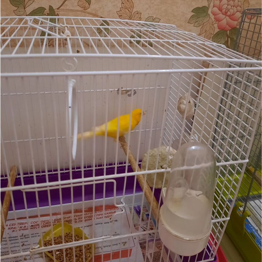 Певчий кенарь