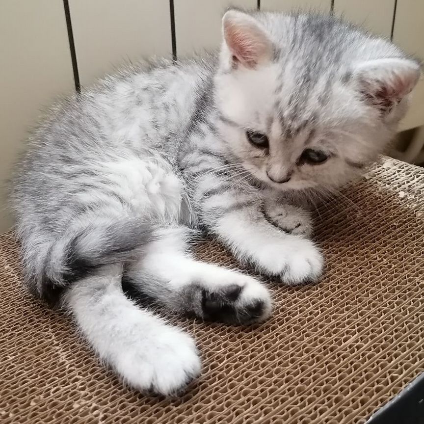 Шотландский прямоухий короткошёрстный котёнок