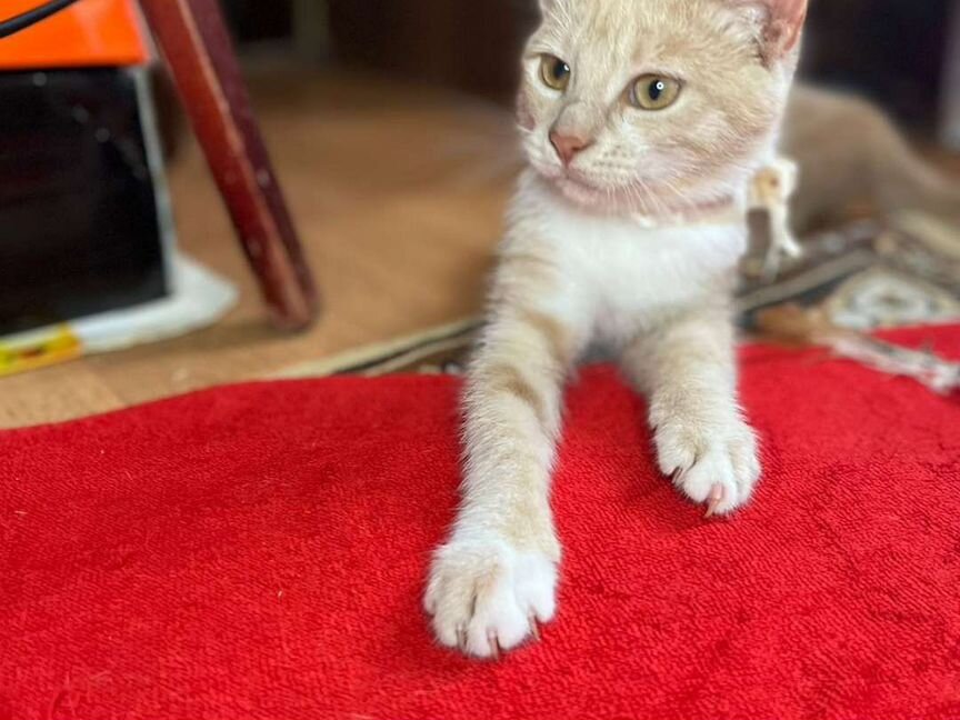 Кошки