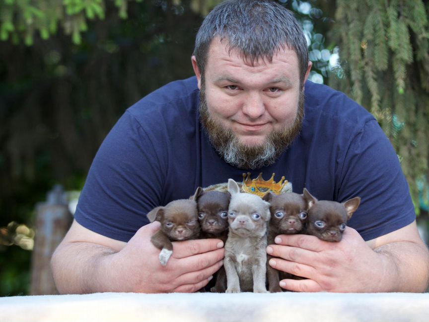 Малыши чихуахуа