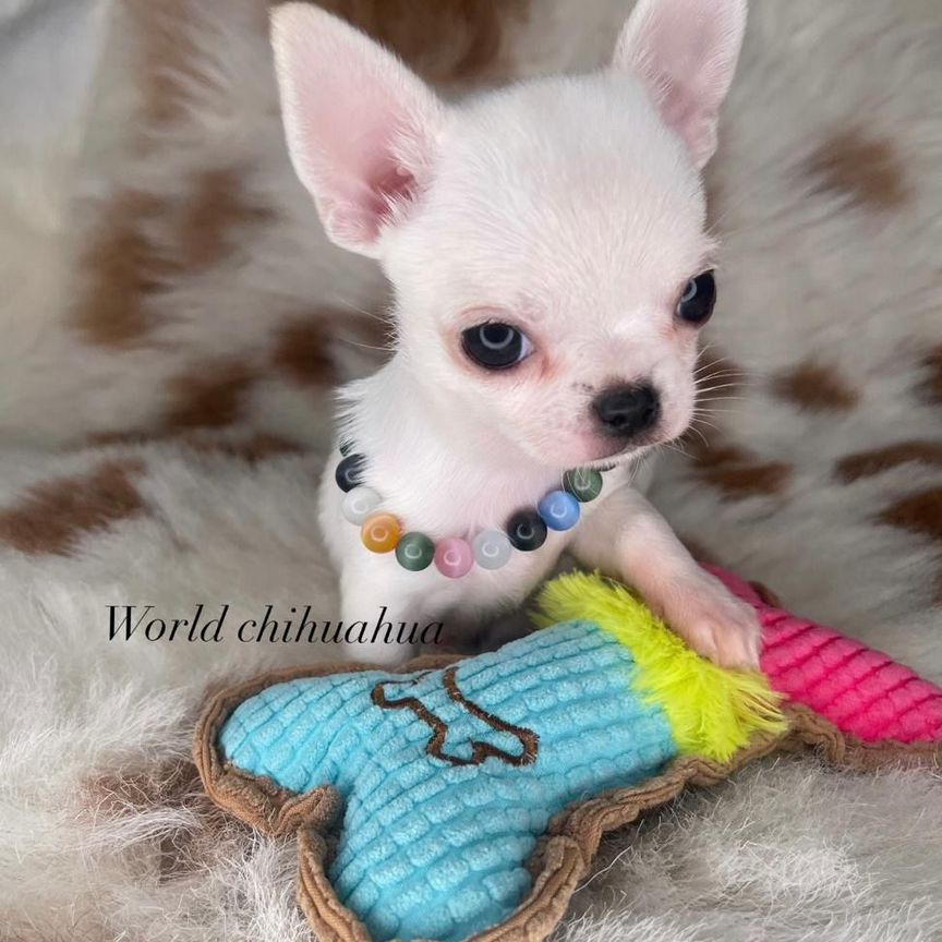 Luxury Микро Мальчик