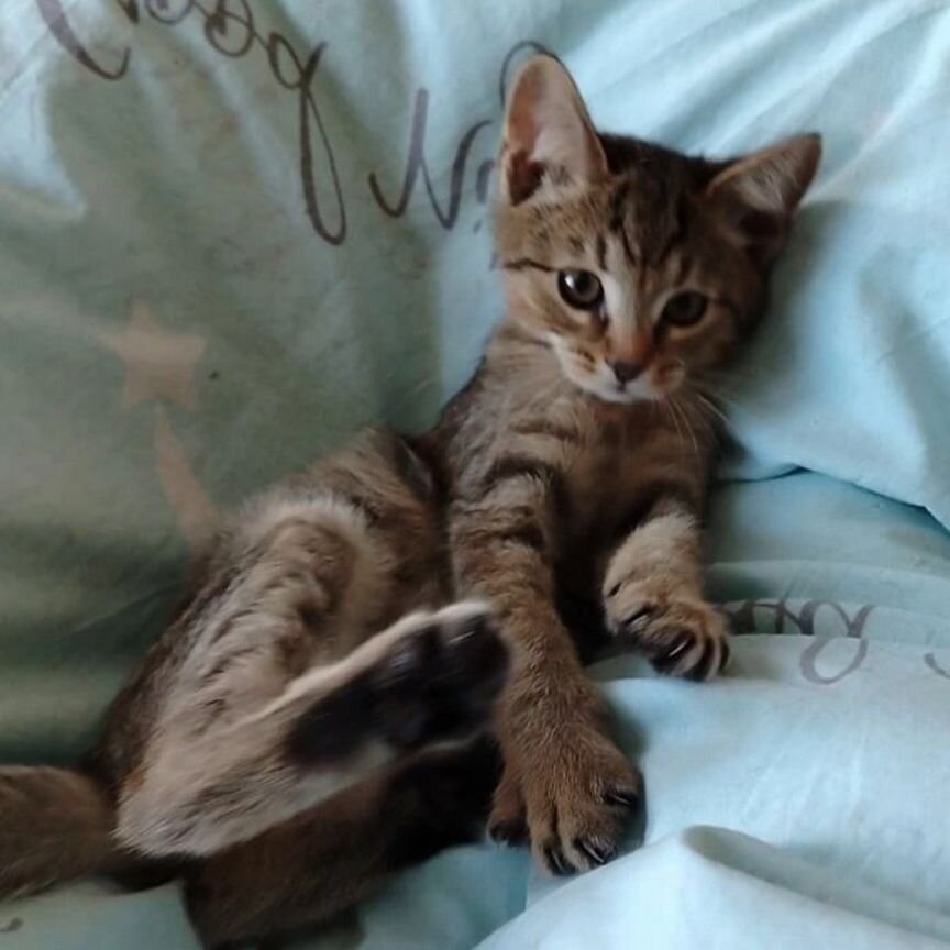 Котенок мальчик