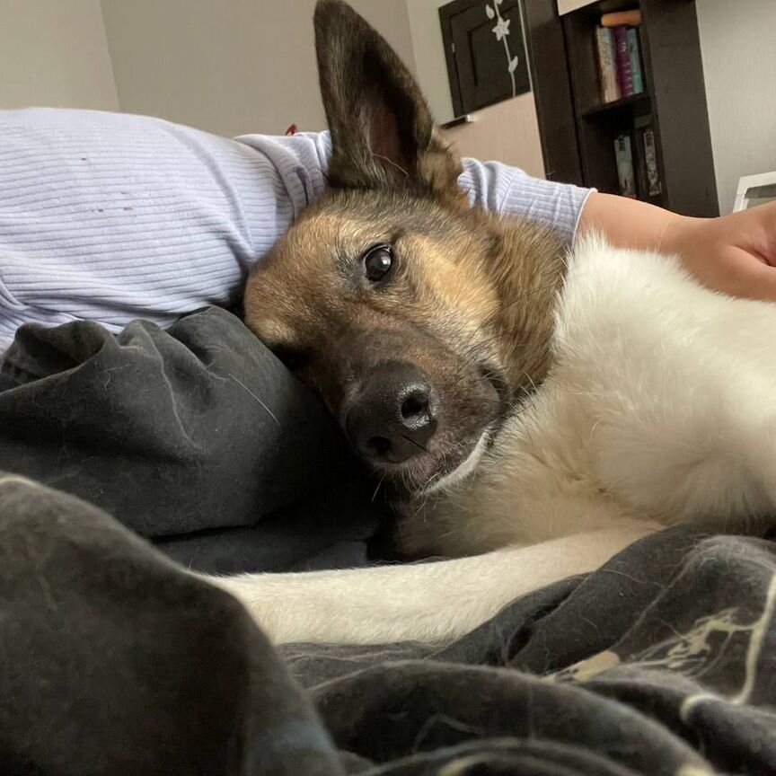 Найдена собака Швейцарская овчарка