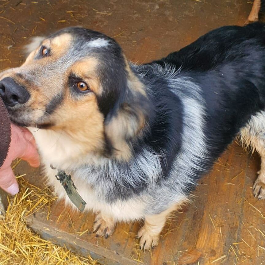 Собака классный паренек