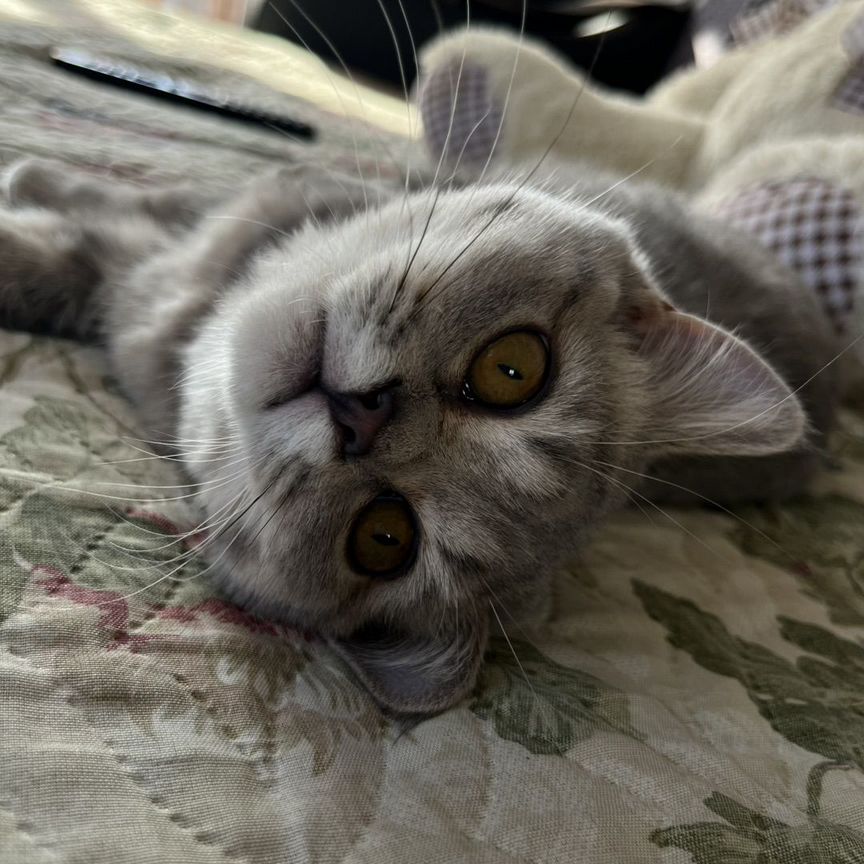 Шотландская кошечка