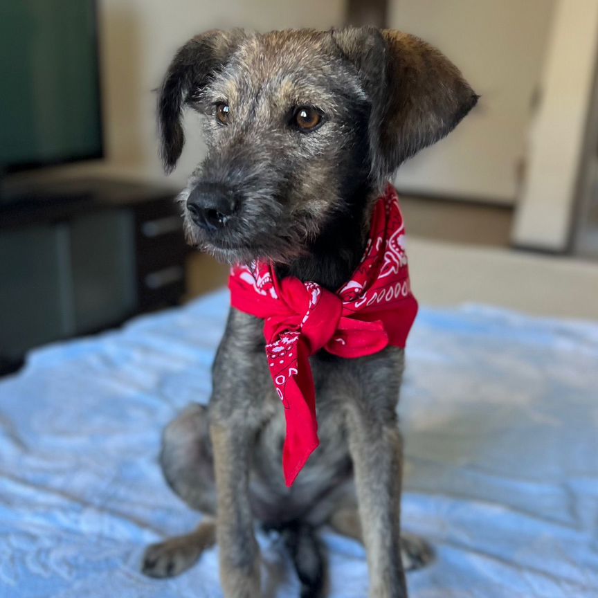 Девочка собачка