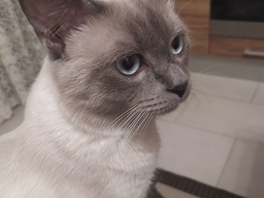 Ищем невесту