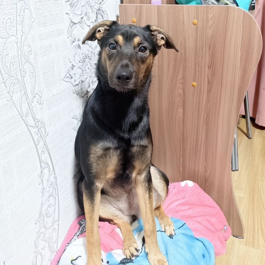 Взрослая собака в добрые руки