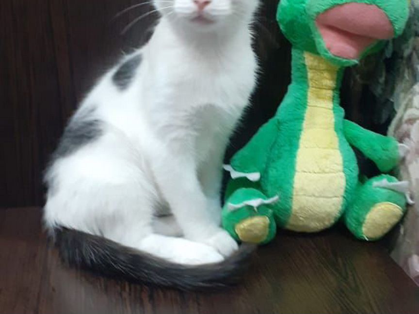 Котёнок Моисей