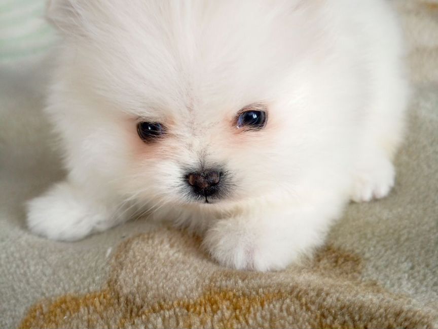 Померанский шпиц