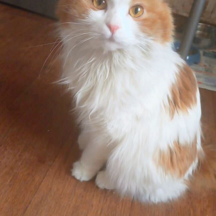Кошечка