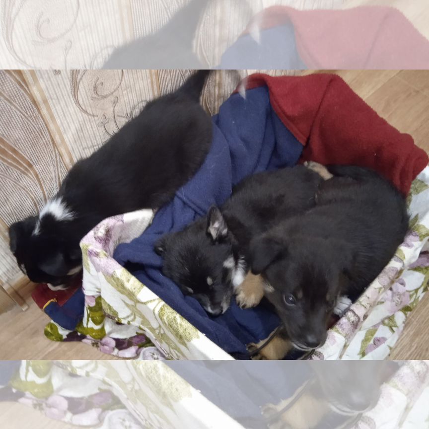 Отдам бесплатно щенков в добрые руки или на переде