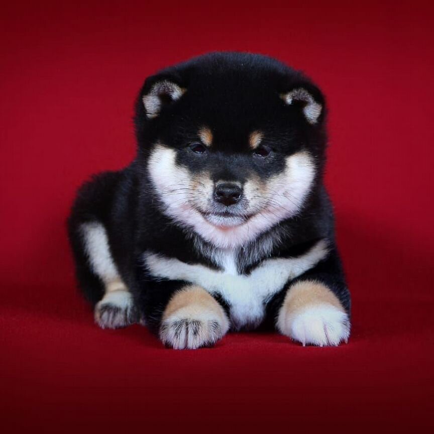 Щенки сиба ину