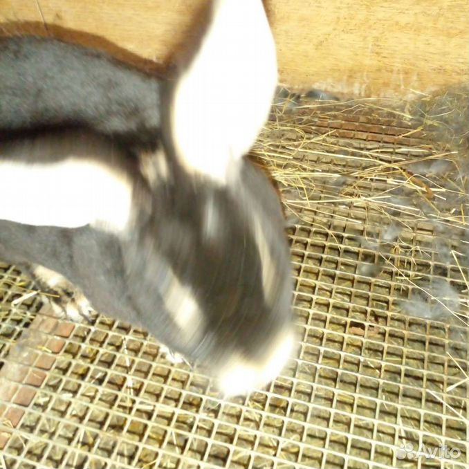 Кролики живые