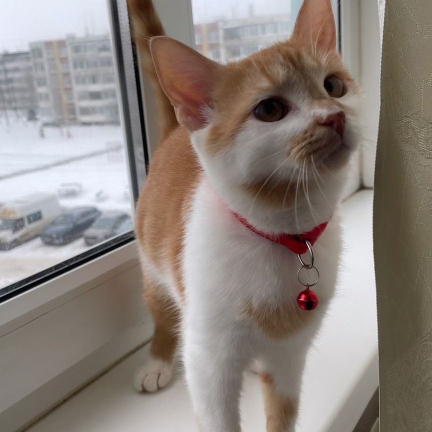 Кошка Лола