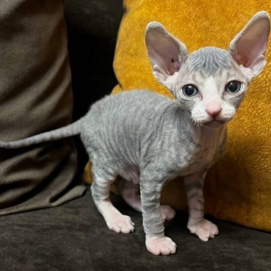 Канадский сфинкс котёнок