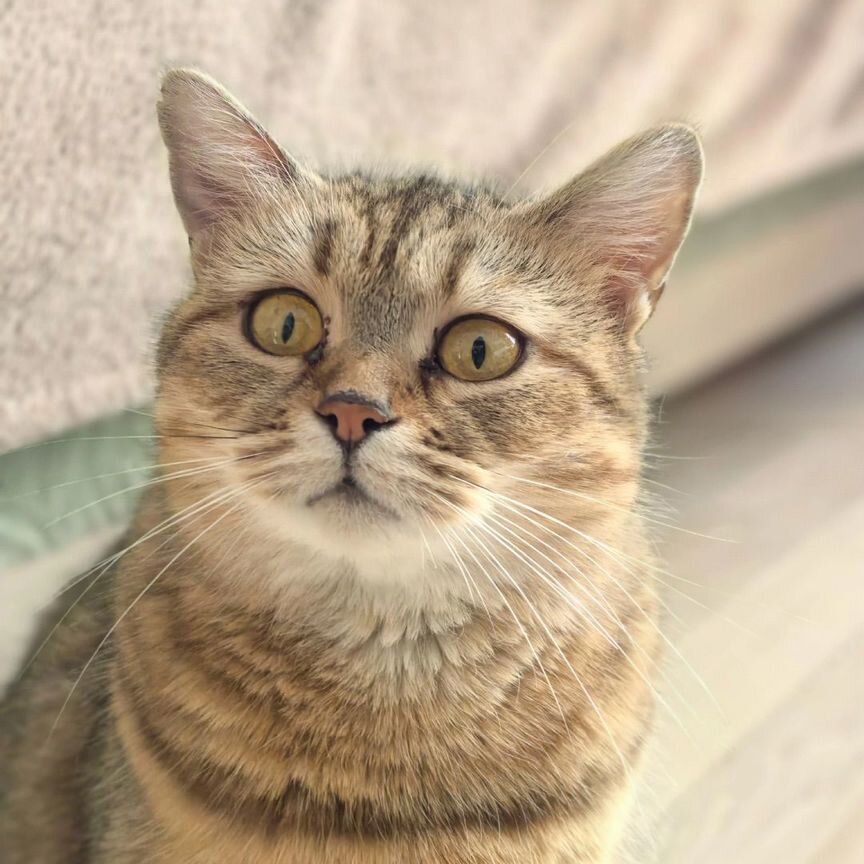 Кошки в добрые руки