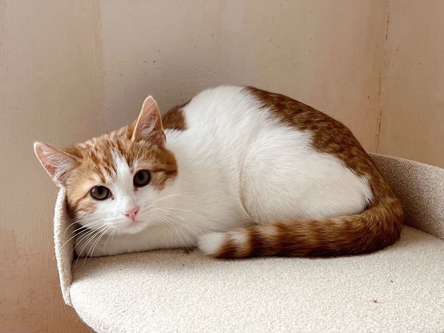 Котенок рыжий красавец