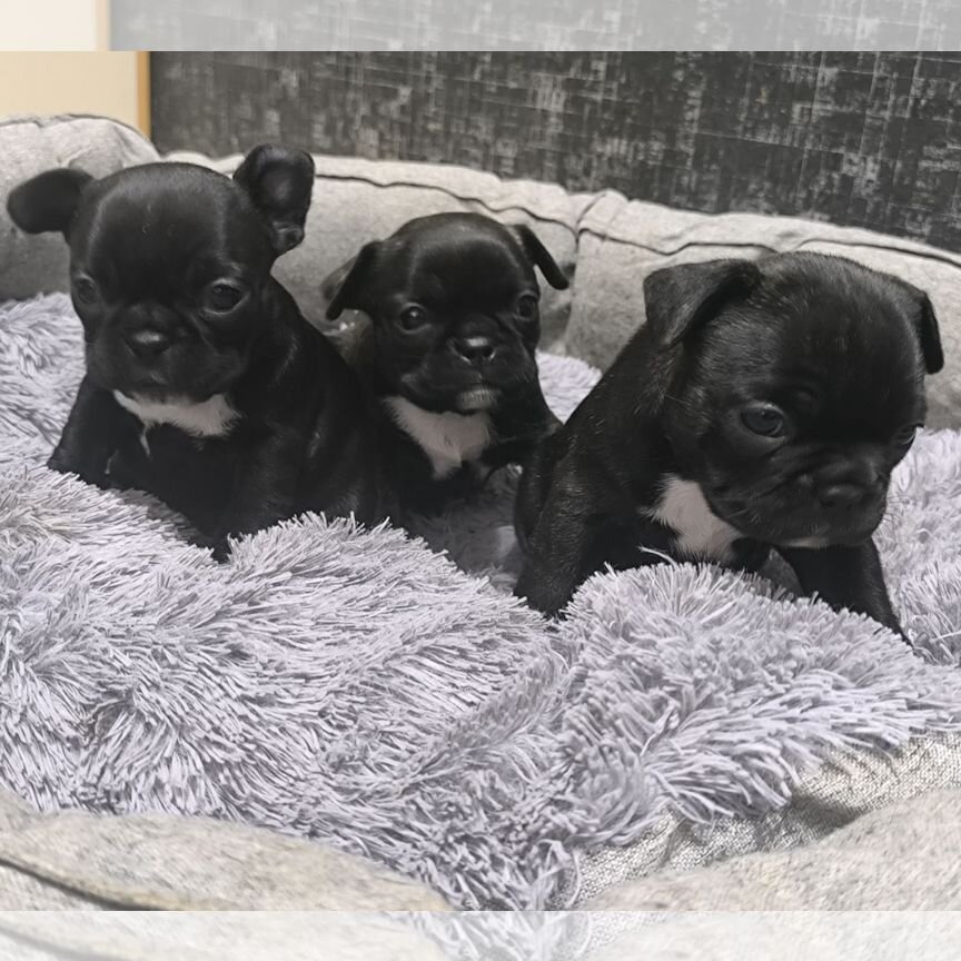 Французский бульдог, щенок